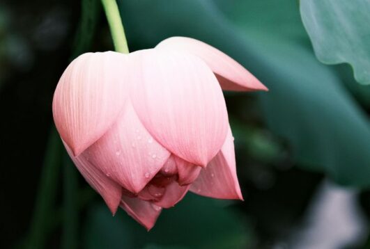 10 Reasons Lotus Is One Of The Most Fascinating Flowers On Earth - Housely