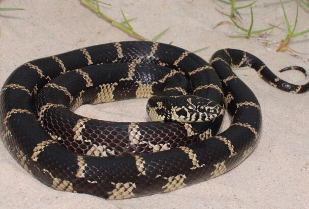 20 Of The Largest Snakes Found In Various US States - Housely