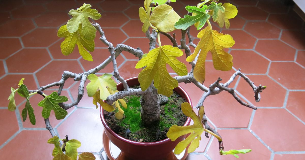 10 Beautiful Bonsai Trees That Are Easy To Grow - Housely