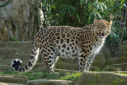 20 Wildcat Species So Rare, They’re Almost Mythical - Housely