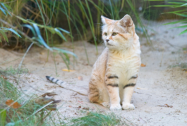 20 Wildcat Species So Rare, They’re Almost Mythical - Housely