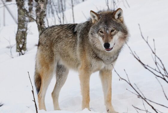 10 Massive Wolf Subspecies From Around The World - Housely