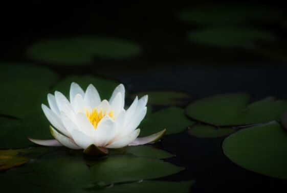 10 Deep Symbolic Meanings Of The Lotus Flower - Housely