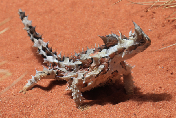 10 Most Unnerving Creatures That Exist In The Wild - Housely