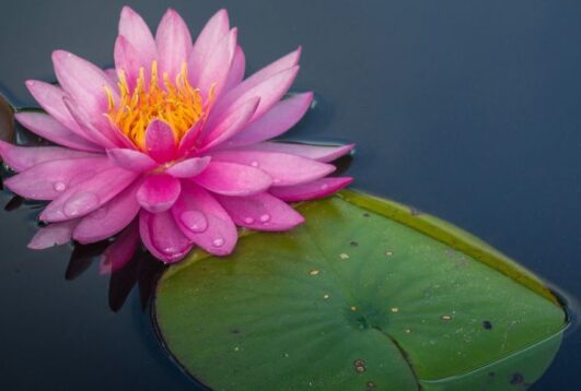 10 Deep Symbolic Meanings Of The Lotus Flower - Housely
