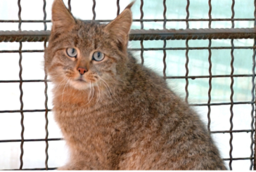 20 Wildcat Species So Rare, They’re Almost Mythical - Housely