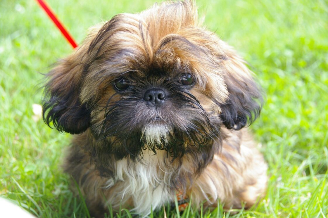 18 Great Dog Breeds for Seniors Looking for a Loyal Companion - Housely