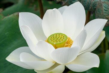 10 Deep Symbolic Meanings Of The Lotus Flower - Housely