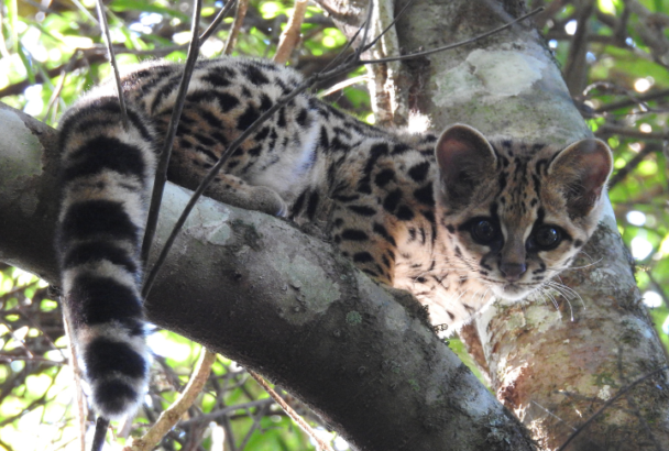 20 Wildcat Species So Rare, They’re Almost Mythical - Housely