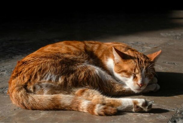 Thinking About Adopting A Senior Cat? Here Are 10 Key Things To Know ...