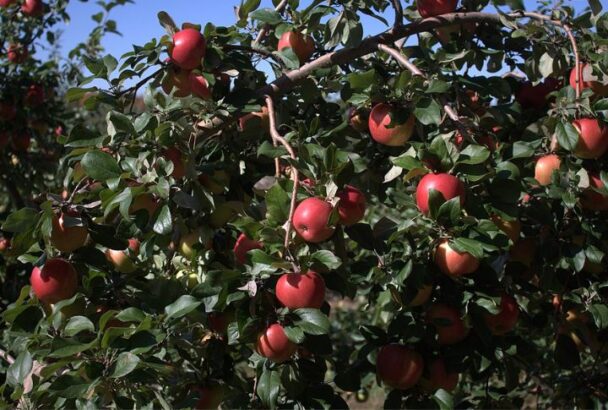 20 Productive Fruit Trees For Any Size Garden - Housely