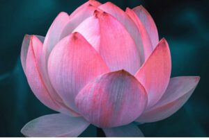 10 Deep Symbolic Meanings Of The Lotus Flower - Housely