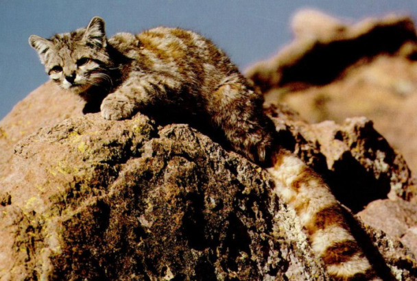 20 Wildcat Species So Rare, They’re Almost Mythical - Housely