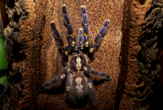 10 Most Unnerving Creatures That Exist In The Wild - Housely