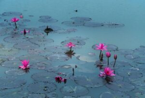 10 Deep Symbolic Meanings Of The Lotus Flower - Housely