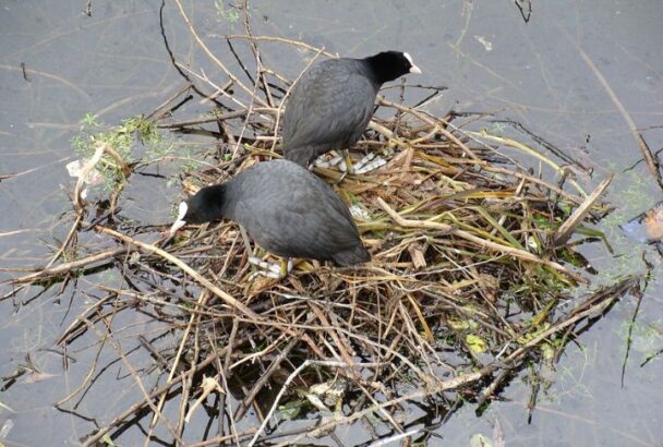 10 Animal Nests That Are Bigger Than You Think - Housely