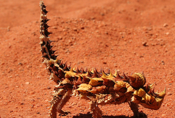 10 Most Unnerving Creatures That Exist In The Wild - Housely