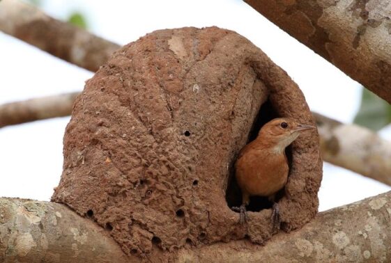 10 Animal Nests That Are Bigger Than You Think - Housely