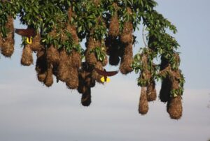 10 Animal Nests That Are Bigger Than You Think - Housely