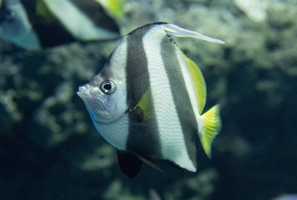 The Ocean's Most Fascinating Fish Fins - Housely