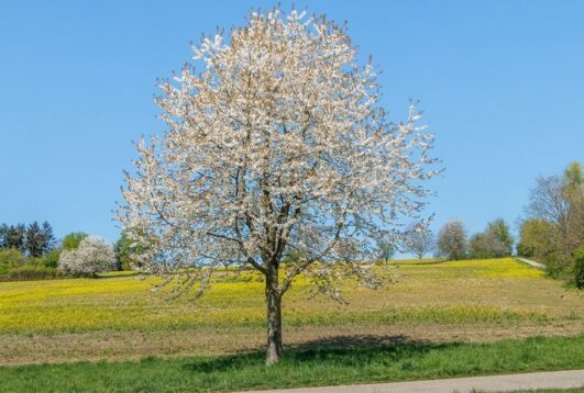 20 Productive Fruit Trees For Any Size Garden - Housely