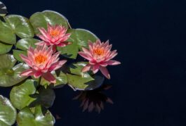 10 Deep Symbolic Meanings Of The Lotus Flower - Housely