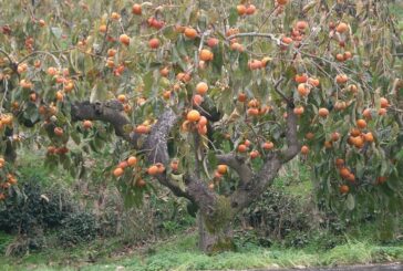 20 Productive Fruit Trees For Any Size Garden - Housely