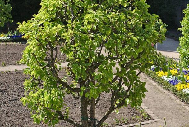 20 Productive Fruit Trees For Any Size Garden - Housely