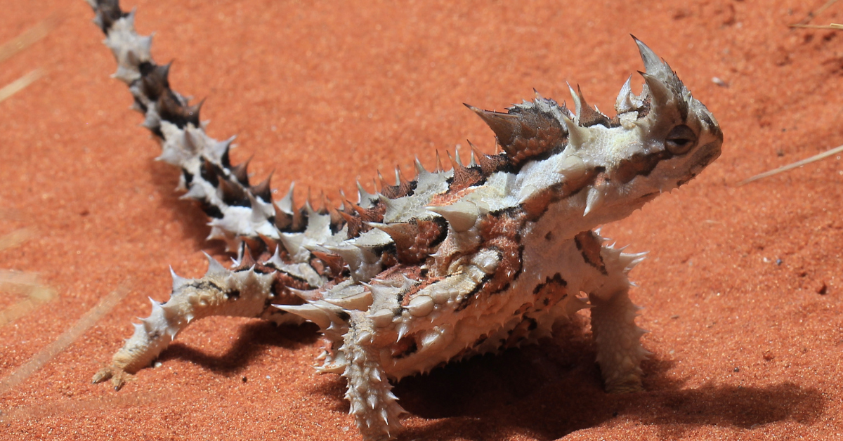 10 Most Unnerving Creatures That Exist In The Wild - Housely