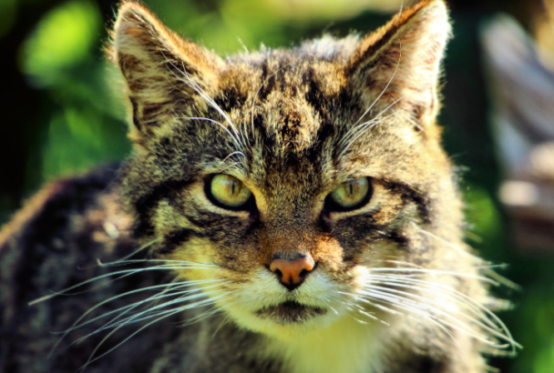 20 Wildcat Species So Rare, They’re Almost Mythical - Housely