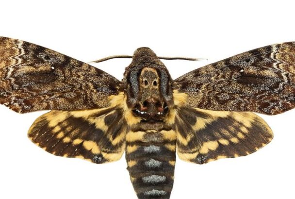 10 Most Unnerving Creatures That Exist In The Wild - Housely