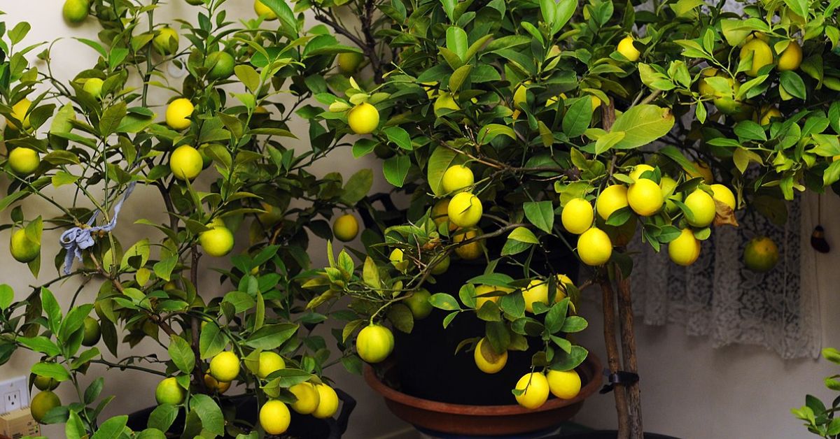 20 Productive Fruit Trees For Any Size Garden - Housely