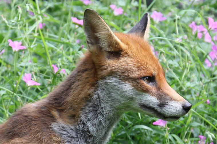 15 Wild Animals That Have Adapted to City Life - Housely