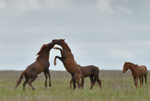 10 Things We Now Know About The Mysterious Yamnaya People - Housely
