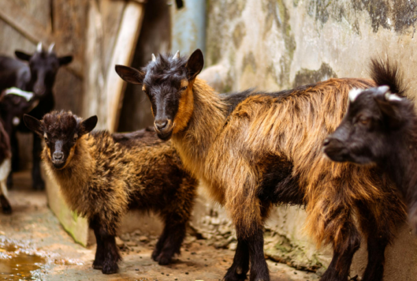 10 Wild And Wonderful Facts You Never Knew About Goats - Housely