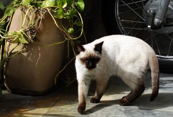 10 Siamese Cat Variations And What Makes Each One Special - Housely