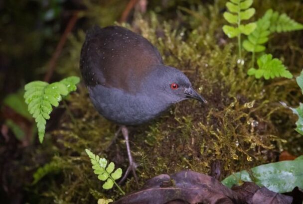 10 Rare Animals Rediscovered After Years Of Hiding - Housely