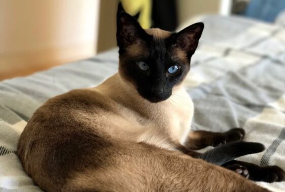 10 Siamese Cat Variations And What Makes Each One Special - Housely