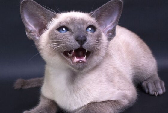 10 Siamese Cat Variations And What Makes Each One Special - Housely