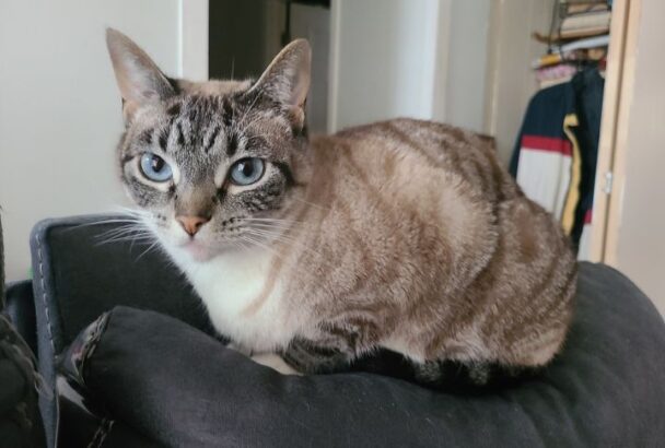 10 Siamese Cat Variations And What Makes Each One Special - Housely