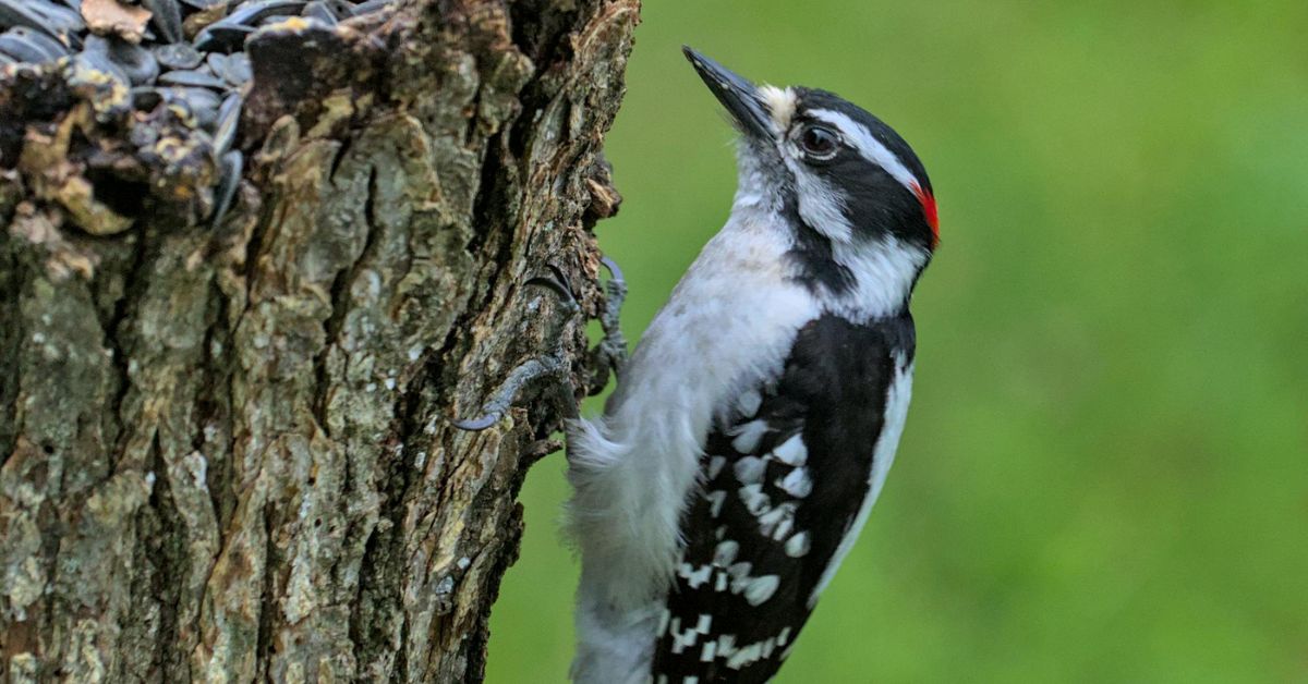 Inside The Secret Life Of Woodpeckers, Nature’s Tiny Engineers - Housely