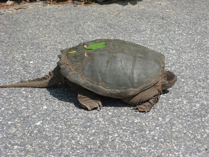 15 Things You Didn't Know About Turtles - Housely