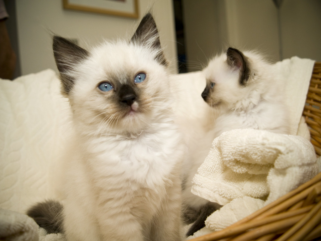 The 15 Most Affectionate Cat Breeds - Housely