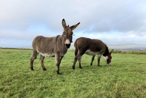 10 Qualities That Make Donkeys A Pet Worth Considering - Housely