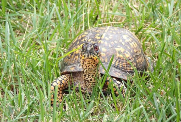 20 Lesser-Known Animal Subspecies With Unique Traits - Housely