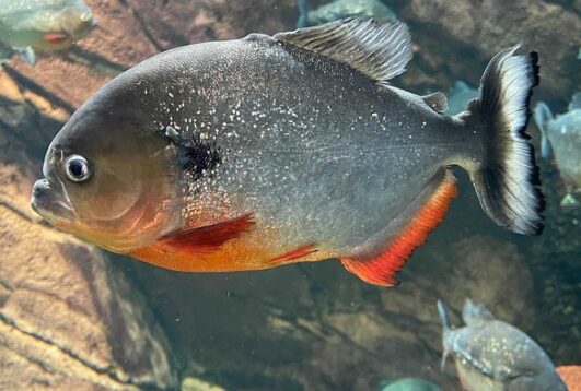 10 Facts About Piranhas That Challenge Their Fearsome Reputation - Housely