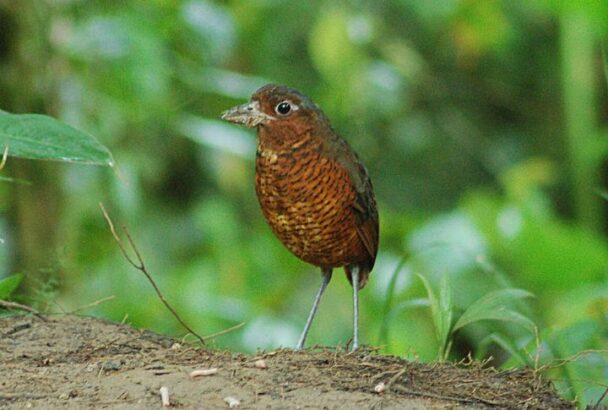 20 Lesser-Known Animal Subspecies With Unique Traits - Housely