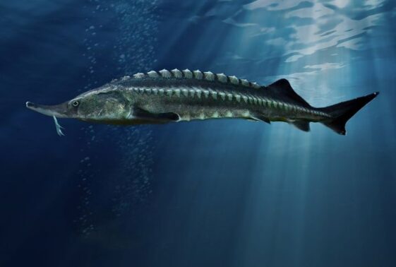 10 Powerful Freshwater Predators With Strength To Rival Ocean Hunters ...