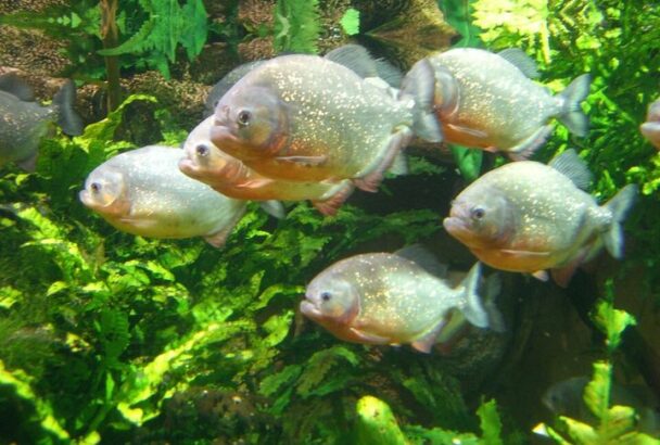 10 Facts About Piranhas That Challenge Their Fearsome Reputation - Housely