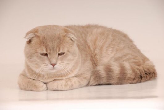 Every Tabby Cat Color And How Rare It Really Is - Housely